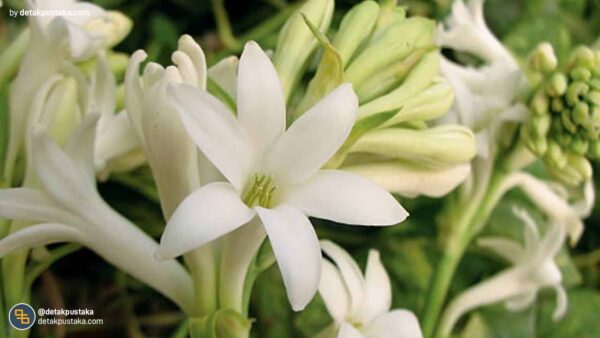 Cerpen - Mamak dan Semerbak Aroma Bunga Sedap Malam by Andini